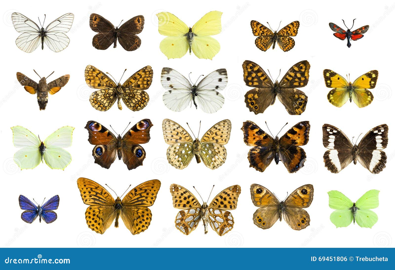 Diversa Especie De La Mariposa Del Collage Foto de archivo - Imagen de ...