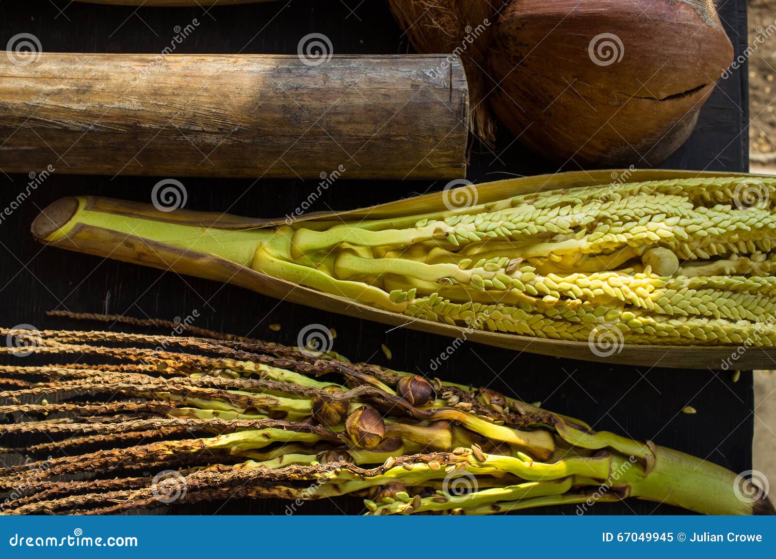 Diversas Partes Del árbol De Coco Imagen de archivo - Imagen de imagen ...