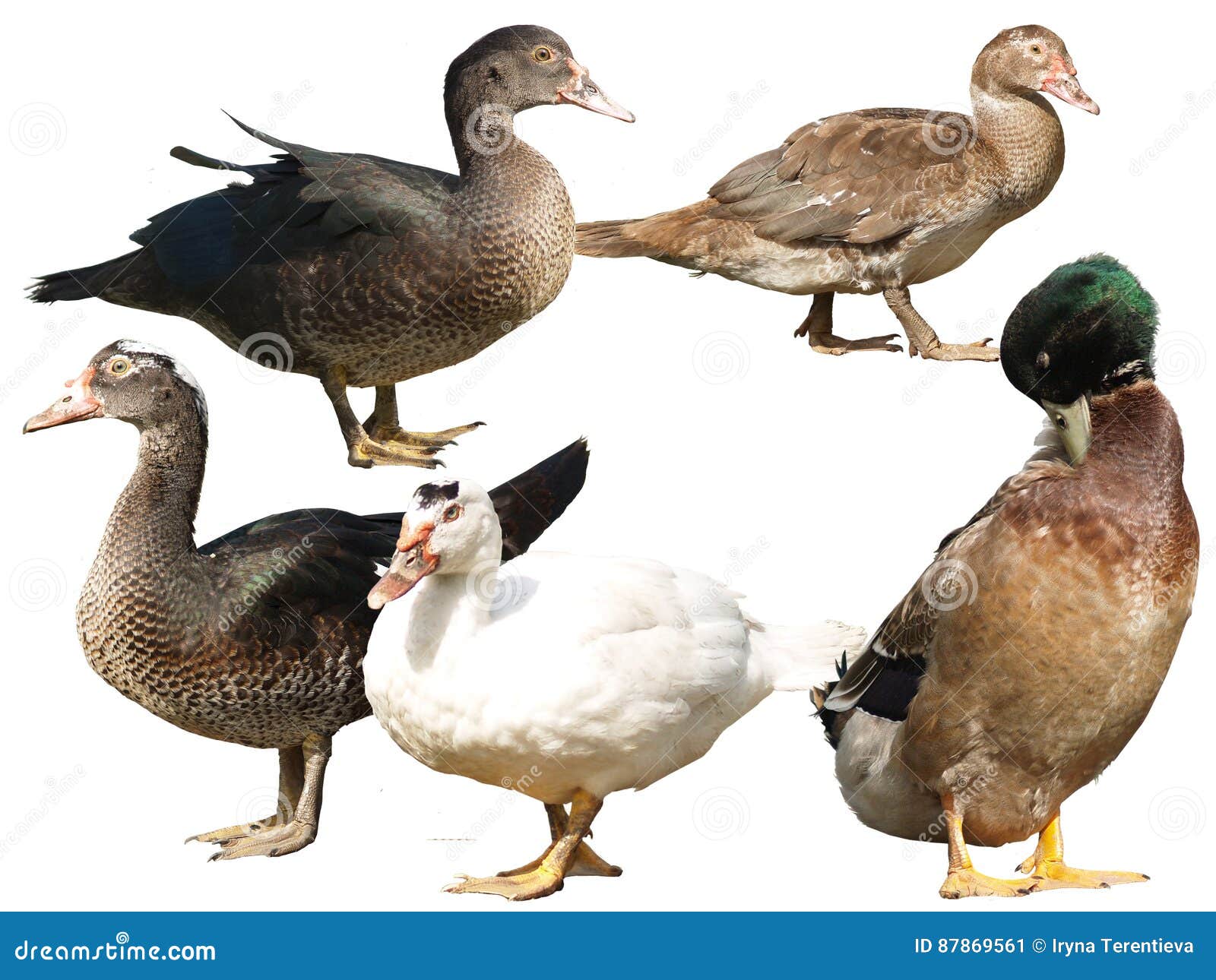 Diversas Razas Aisladas De Los Patos Imagen de archivo - Imagen de ...