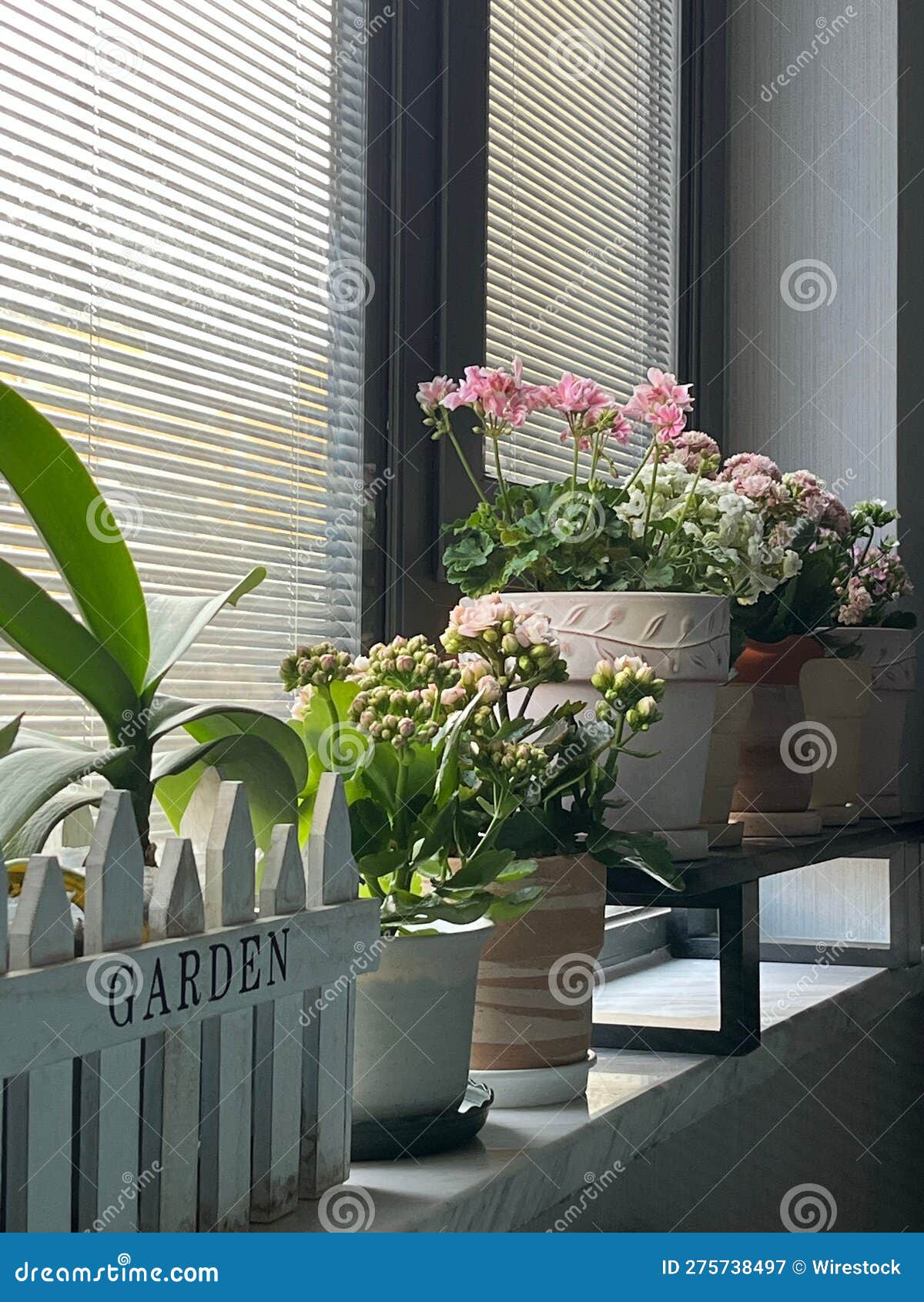 Some Different Flowers are in a Window Sill on a Sunny Day Stock Image ...