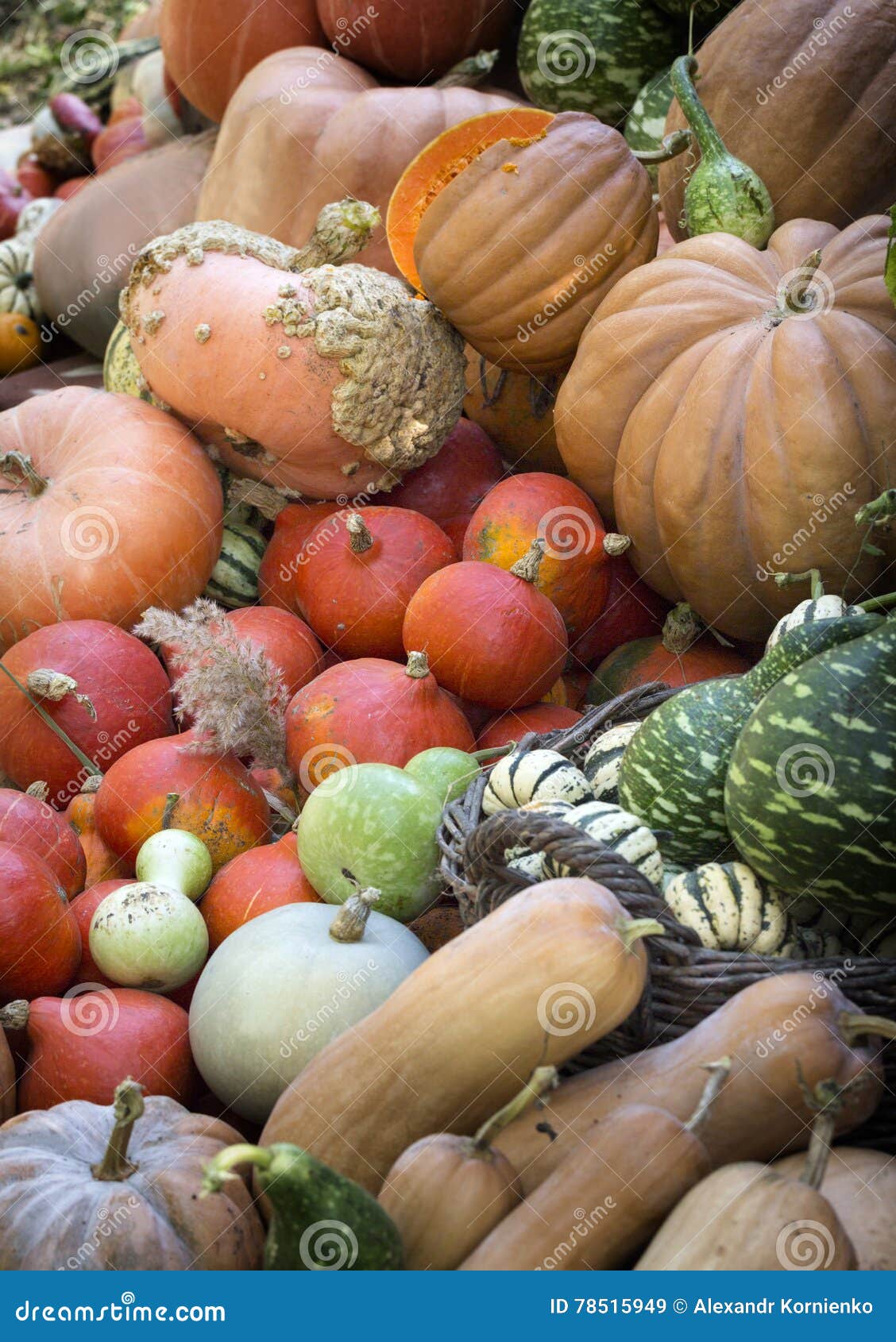 Diverse Assortment of Pumpkins Stock Image - Image of agriculture ...