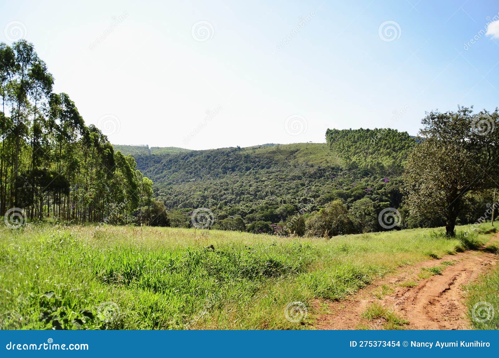 Eucalyptus Plantations on the Mountain Stock Photo - Image of plant ...