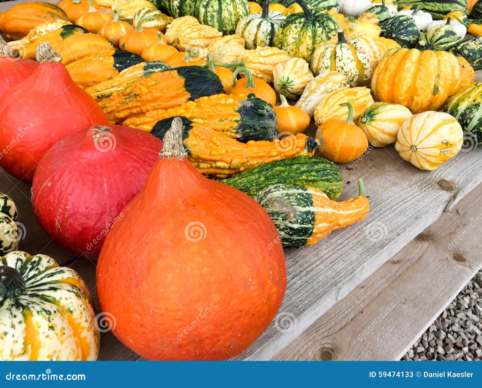 Diverse soorten pompoenen stock afbeelding. Image of voedsel - 59474133