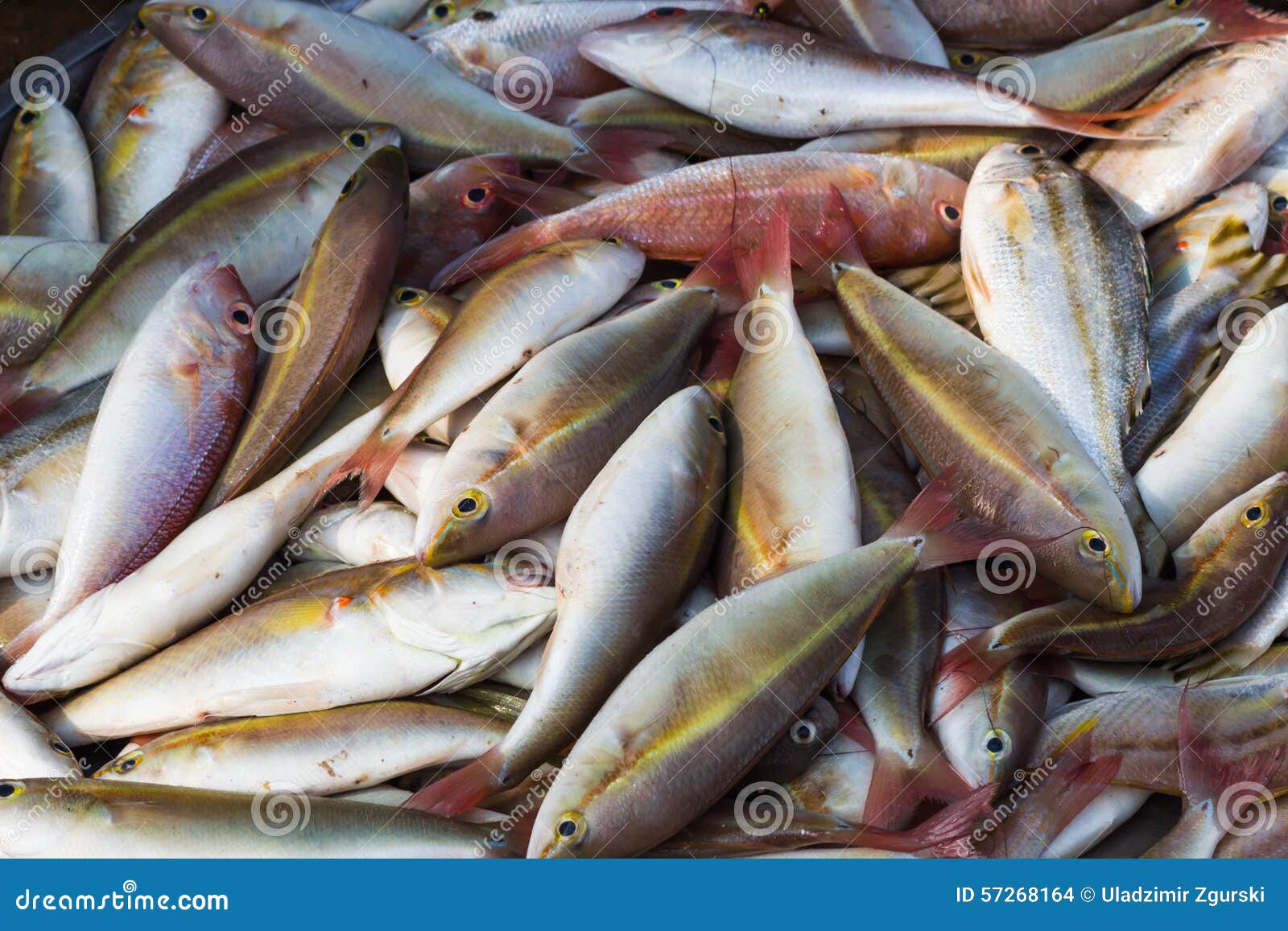 Diverse Soorten Vissen Op De Markt Stock Foto - Image of hobbys, vissen ...