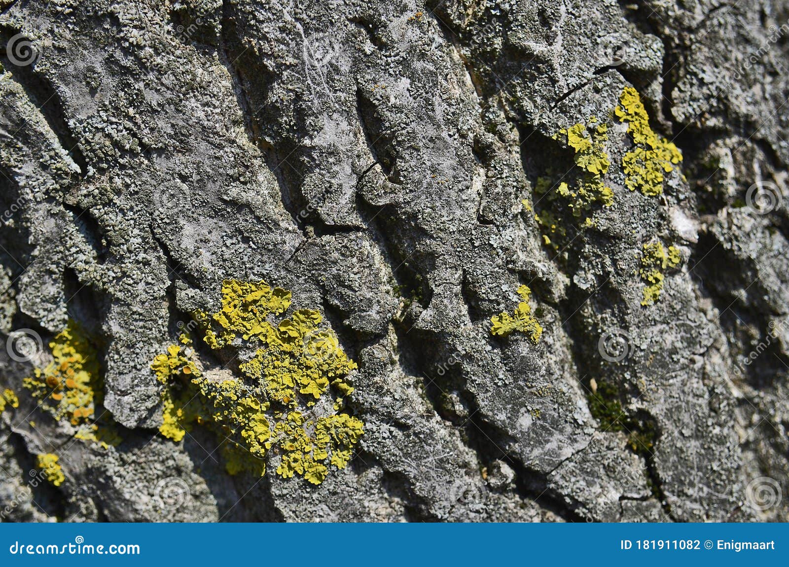 The Diverse Texture of the Tree Bark. Stock Photo - Image of panoramic ...