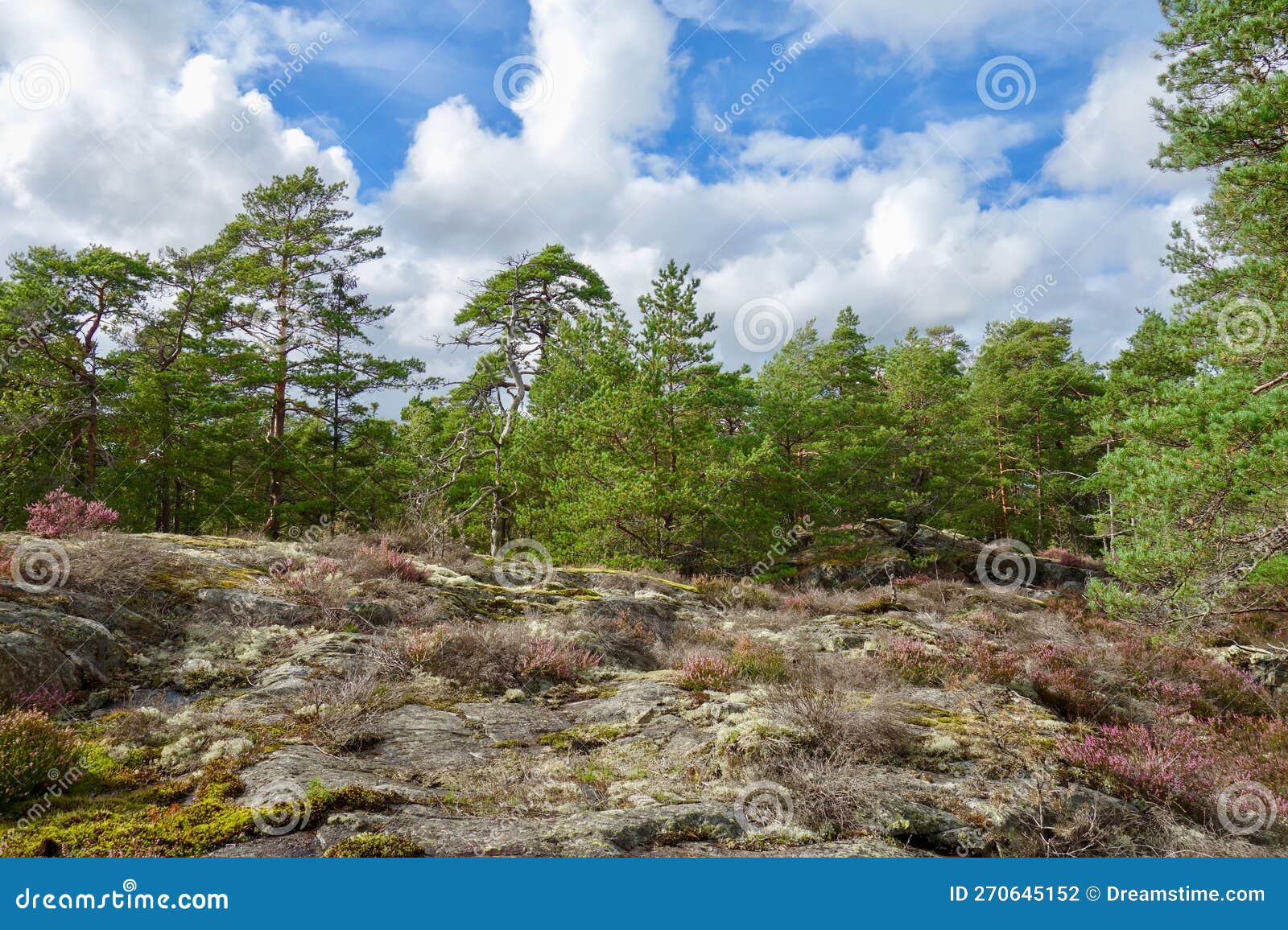 Mixed Forest in Rugged Terrain Stock Photo - Image of rugged, rock ...
