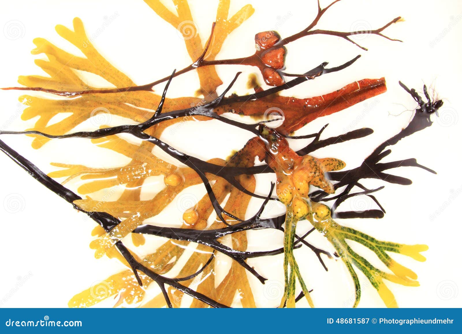 Diverses algues brunes image stock. Image du coupure - 48681587