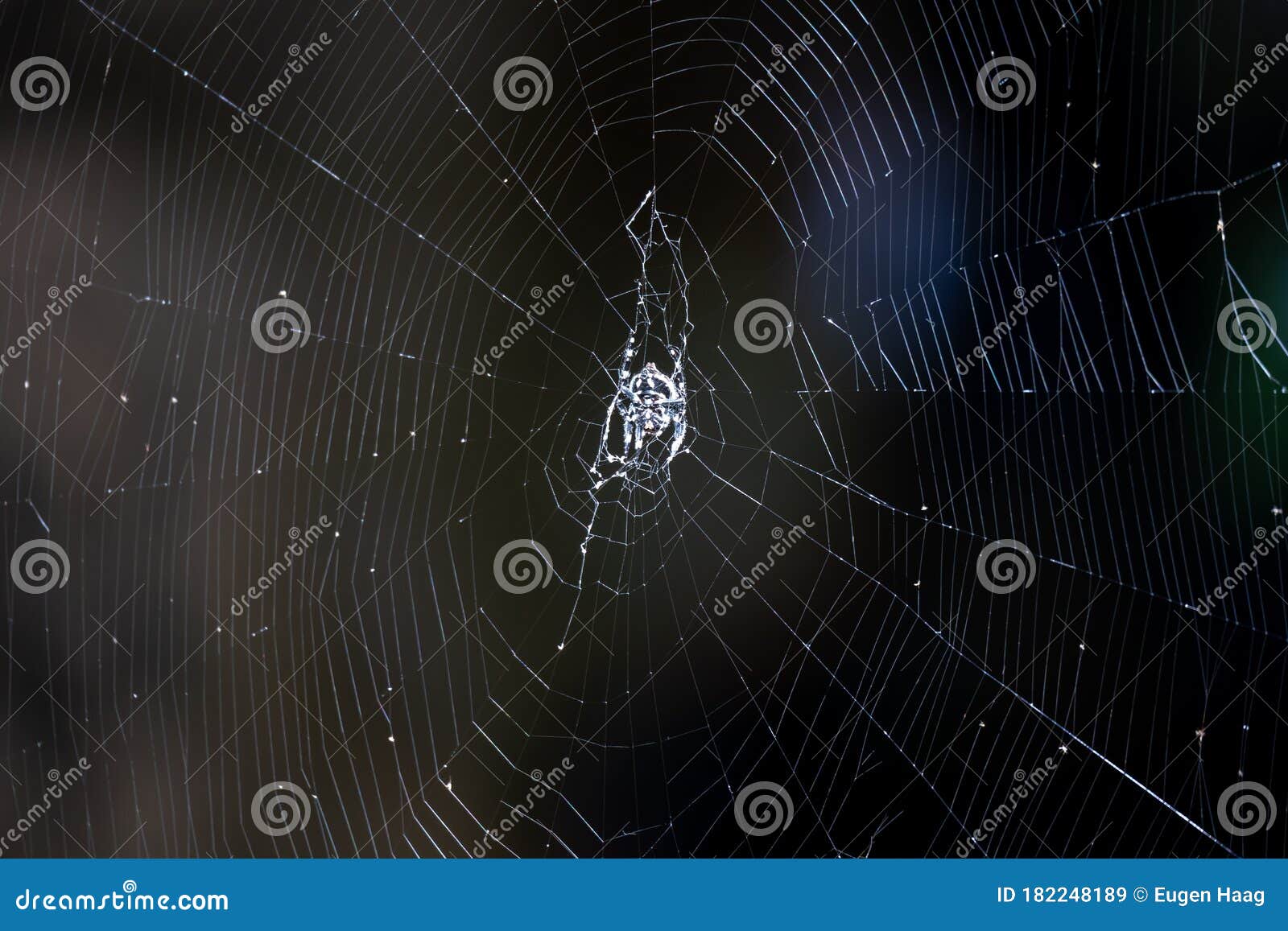 Diversidade De Insetos Na Ilha De Madagascar Imagem de Stock - Imagem ...