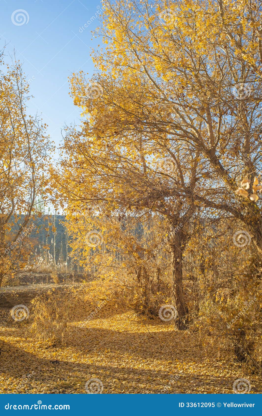 Diversifolia Populus trees stock image. Image of beautiful - 33612095