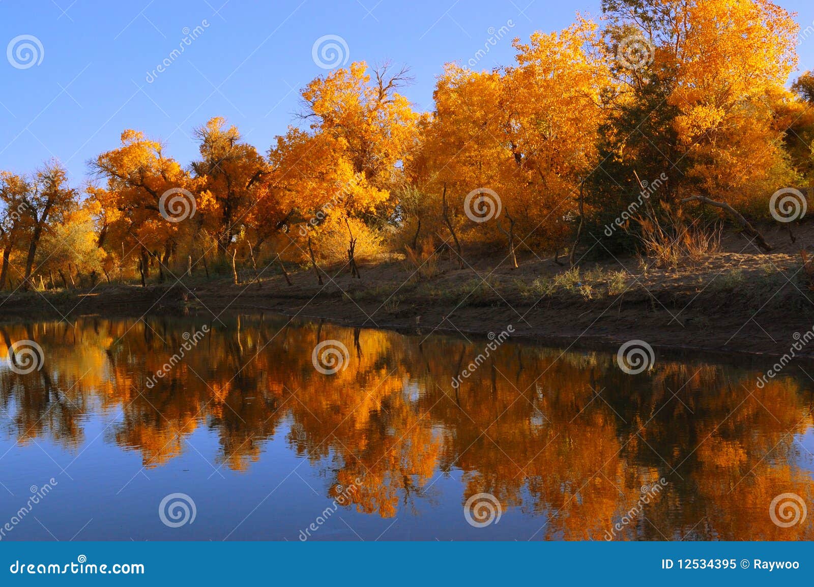 Diversifolia Populus Trees Near the Lake Stock Image - Image of yellow ...