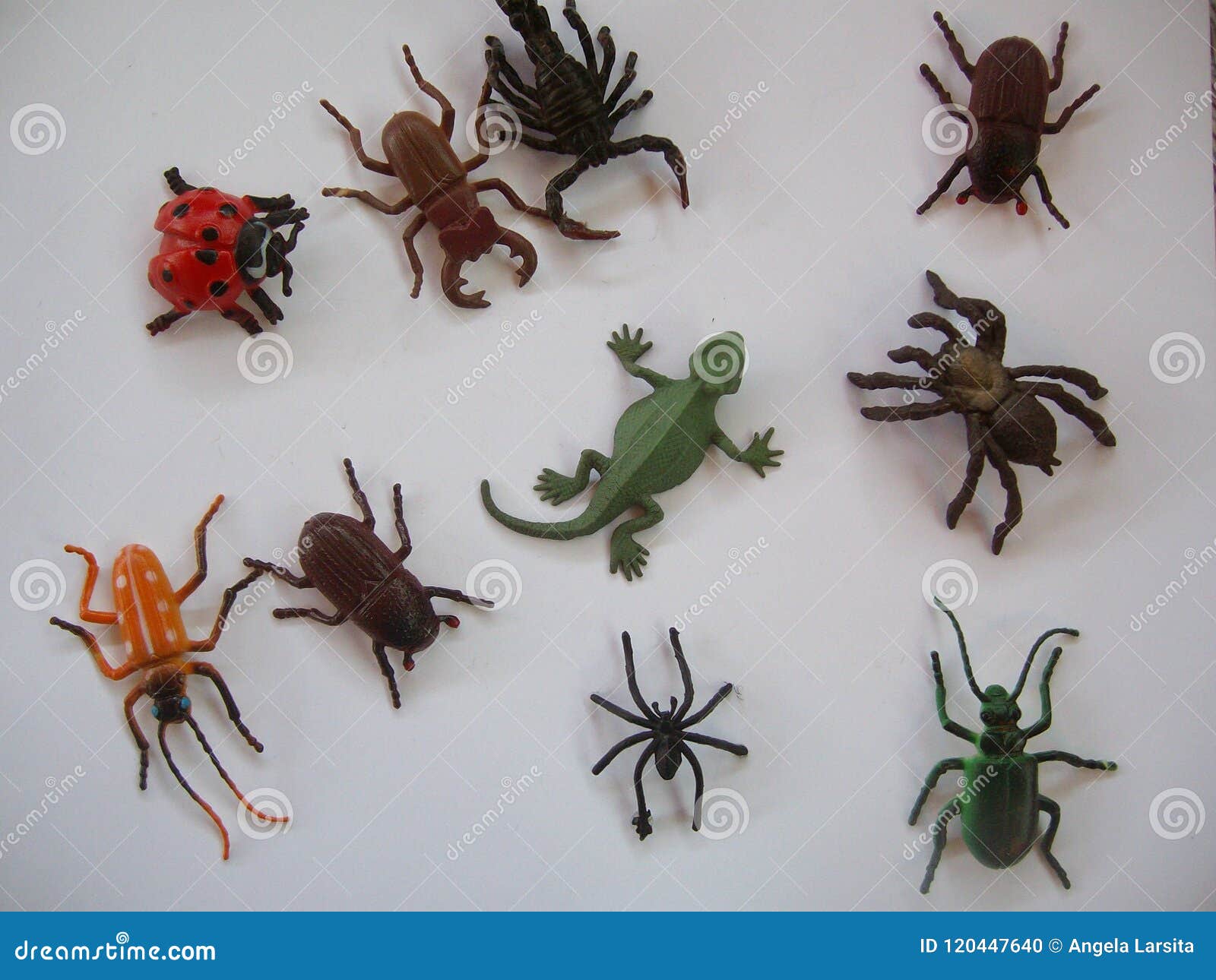 Diversiteitssoorten Exotische Insecten Stock Foto - Image of ...