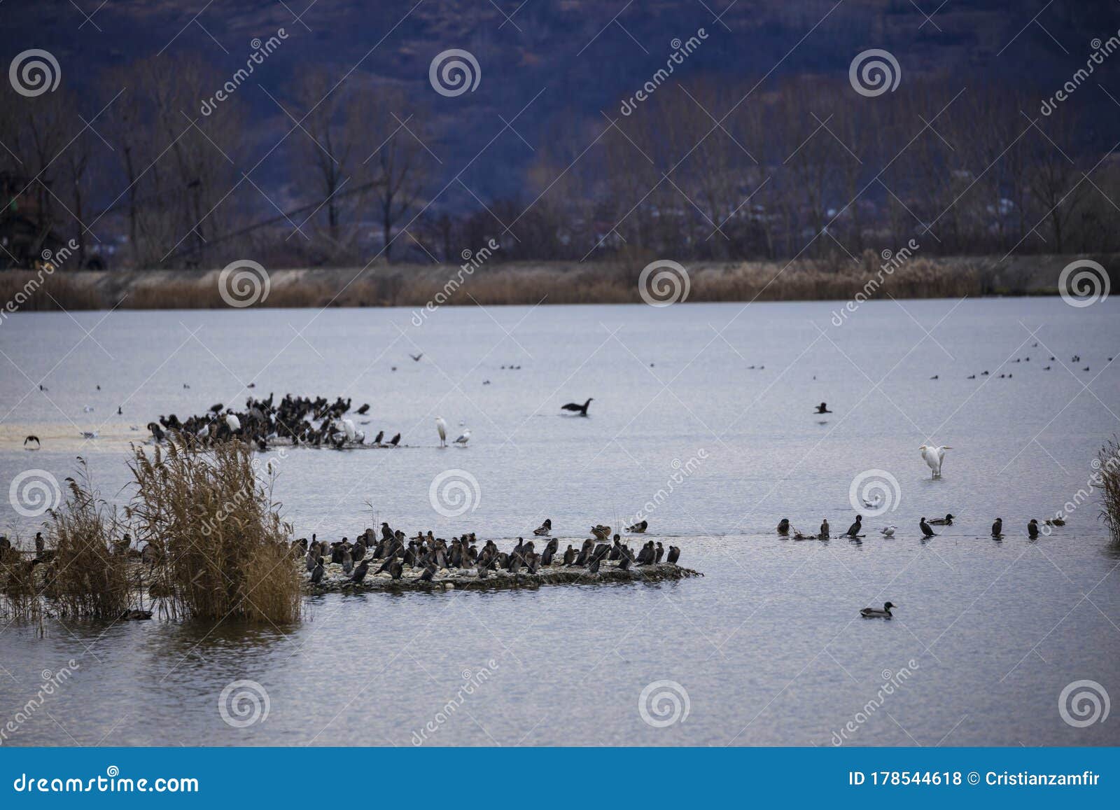 Diversity of birds stock photo. Image of outdoor, wild - 178544618