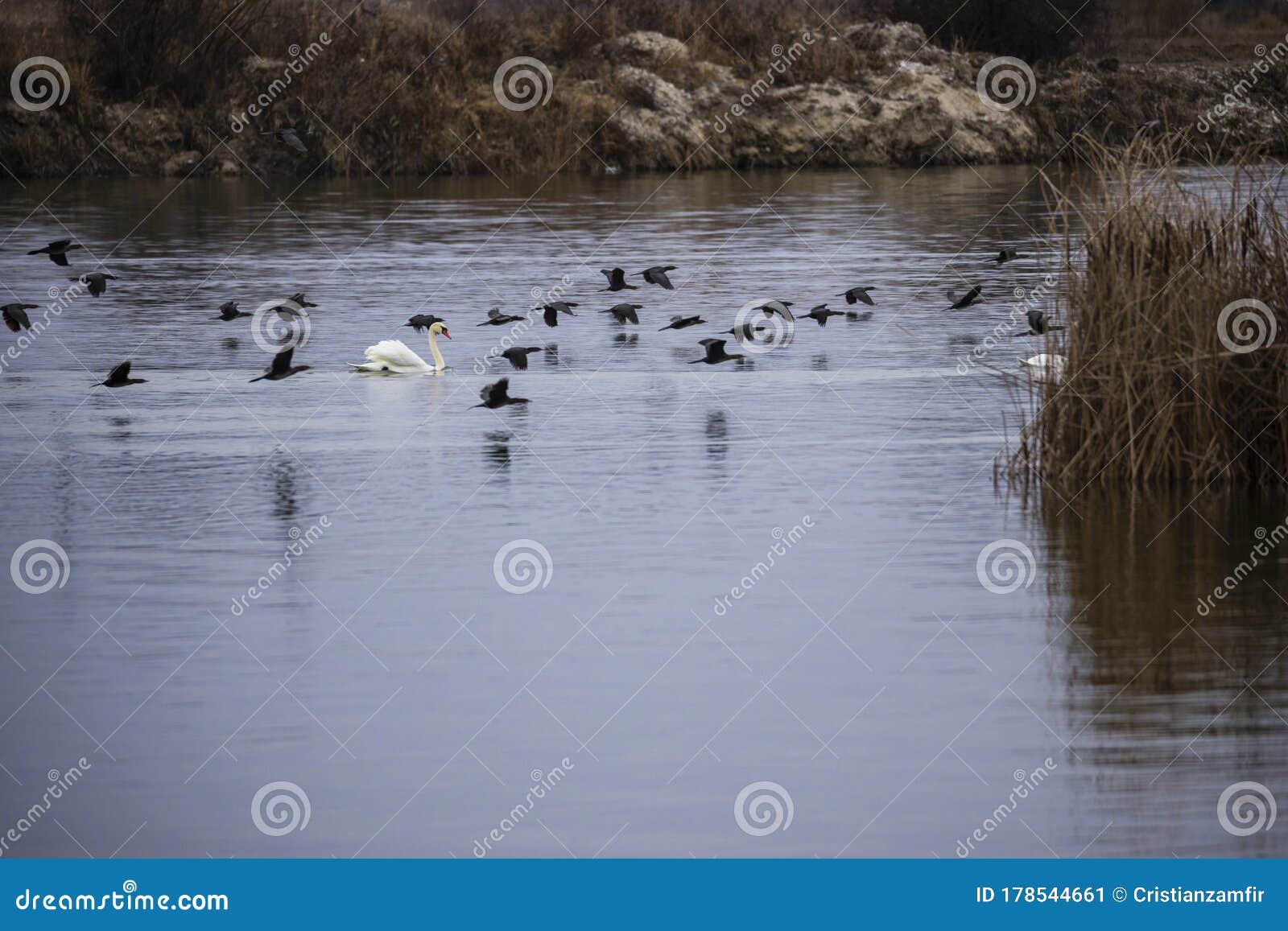 Diversity of birds stock image. Image of endangered - 178544661