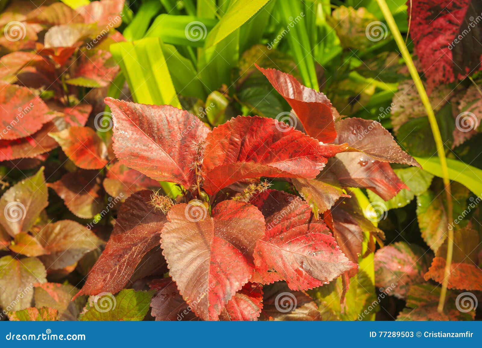 Diversity colorful flowers stock image. Image of field - 77289503