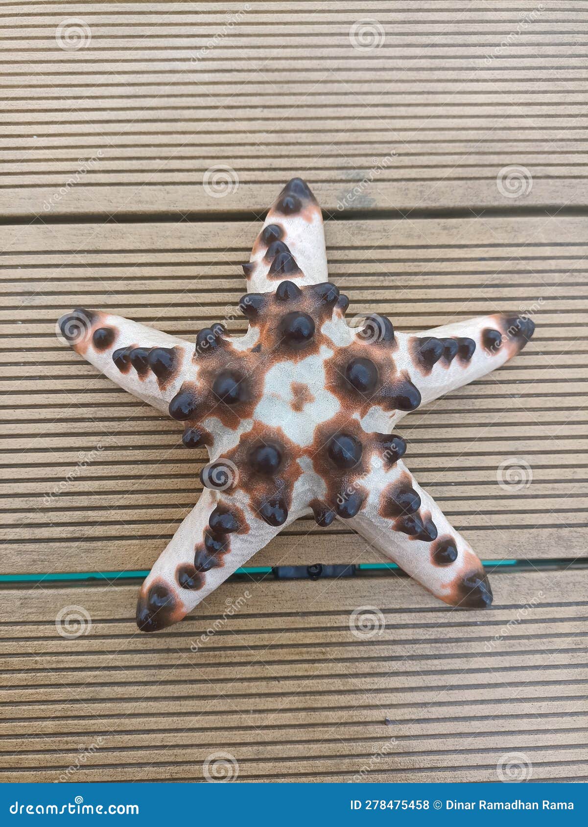 The Diversity that Exists in Starfish Stock Photo - Image of beauty ...