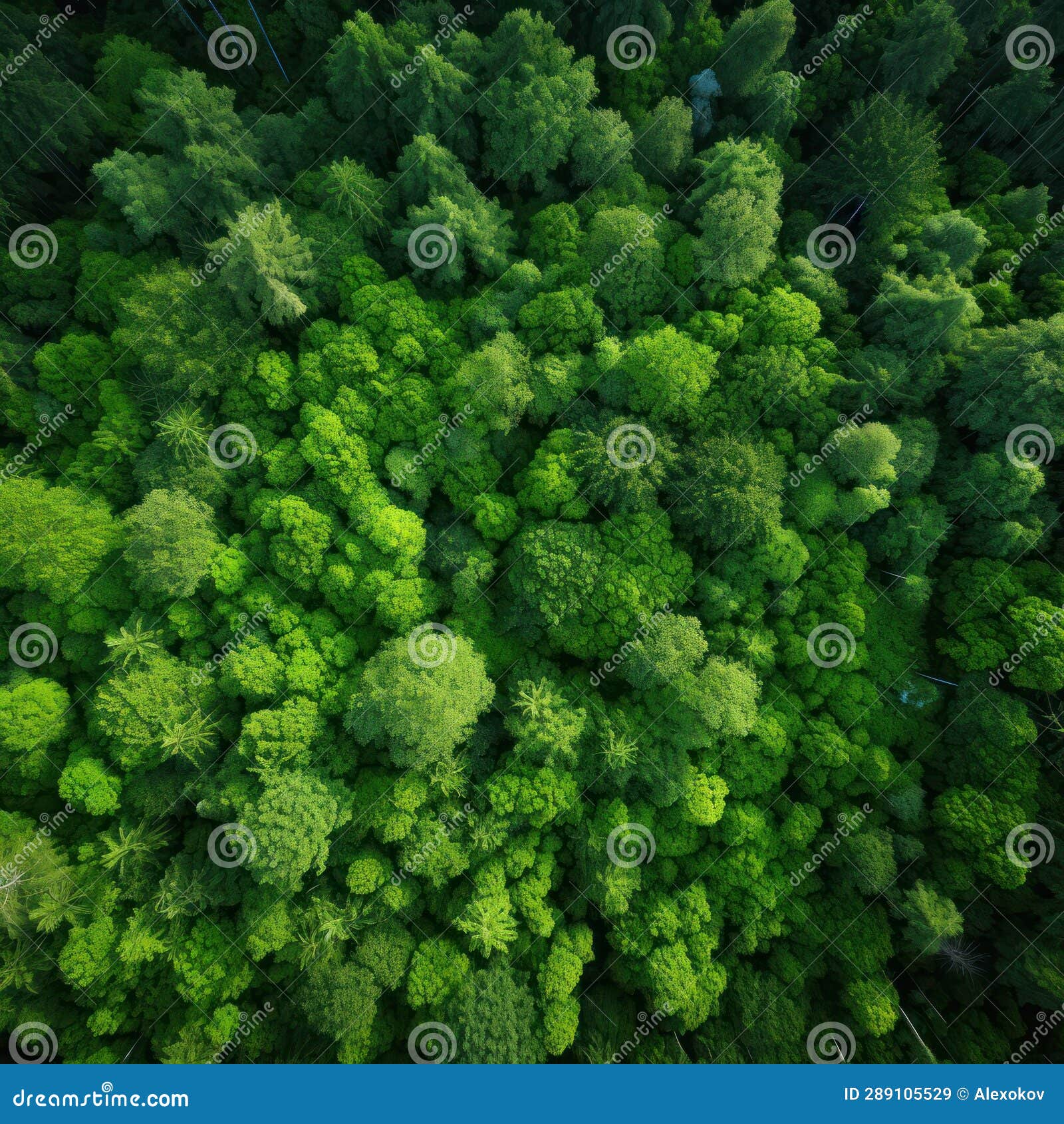 Diversity of Green Forest: Overhead View AI Generated Stock ...