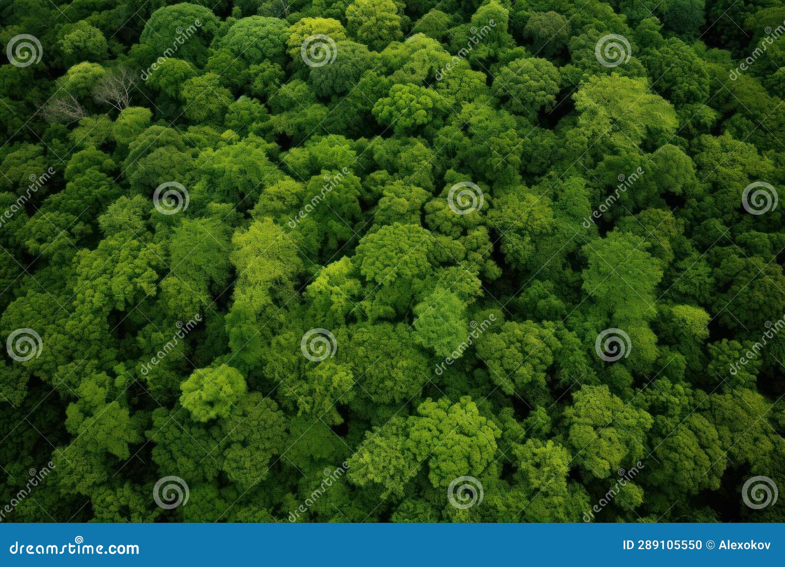 Diversity of Green Forest: Overhead View AI Generated Stock ...