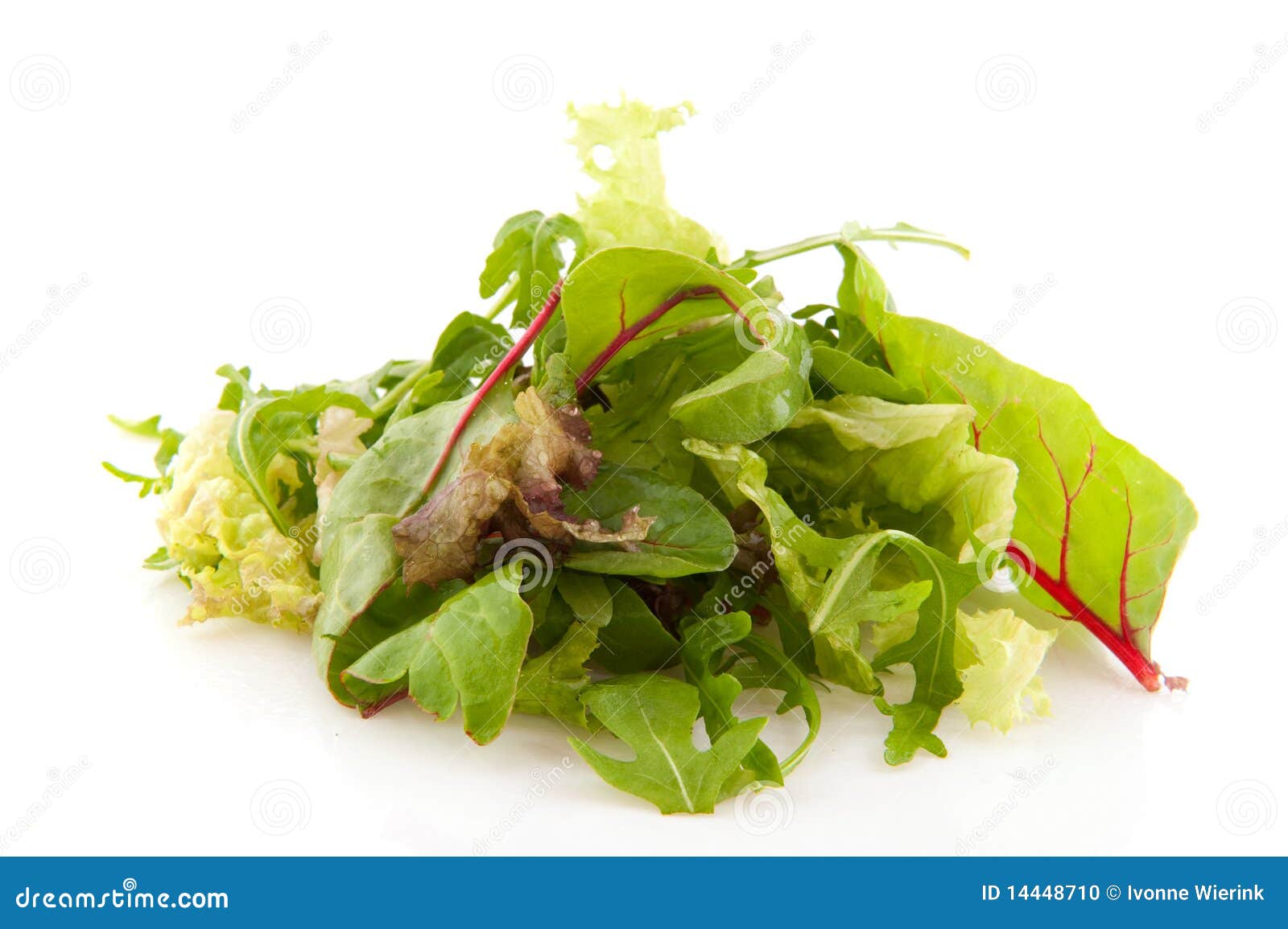 Diversity mixed lettuce stock photo. Image of vegetables - 14448710