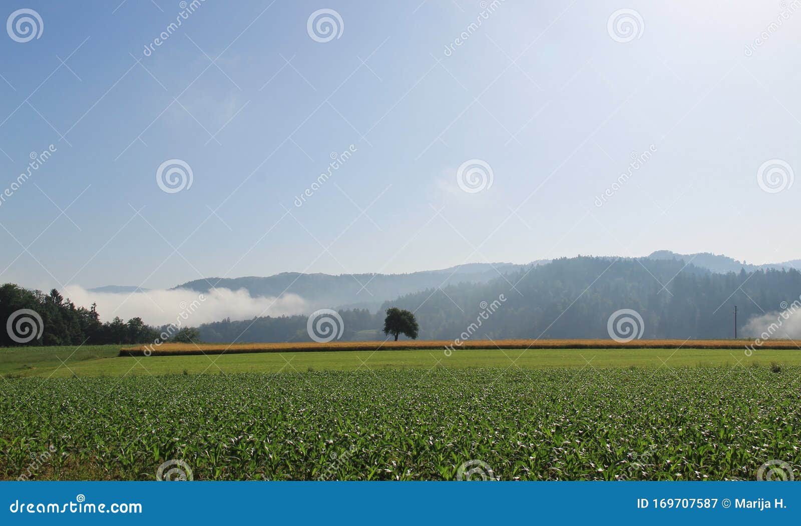 Diversity of Rural Landscape and Flora Stock Image - Image of corn ...