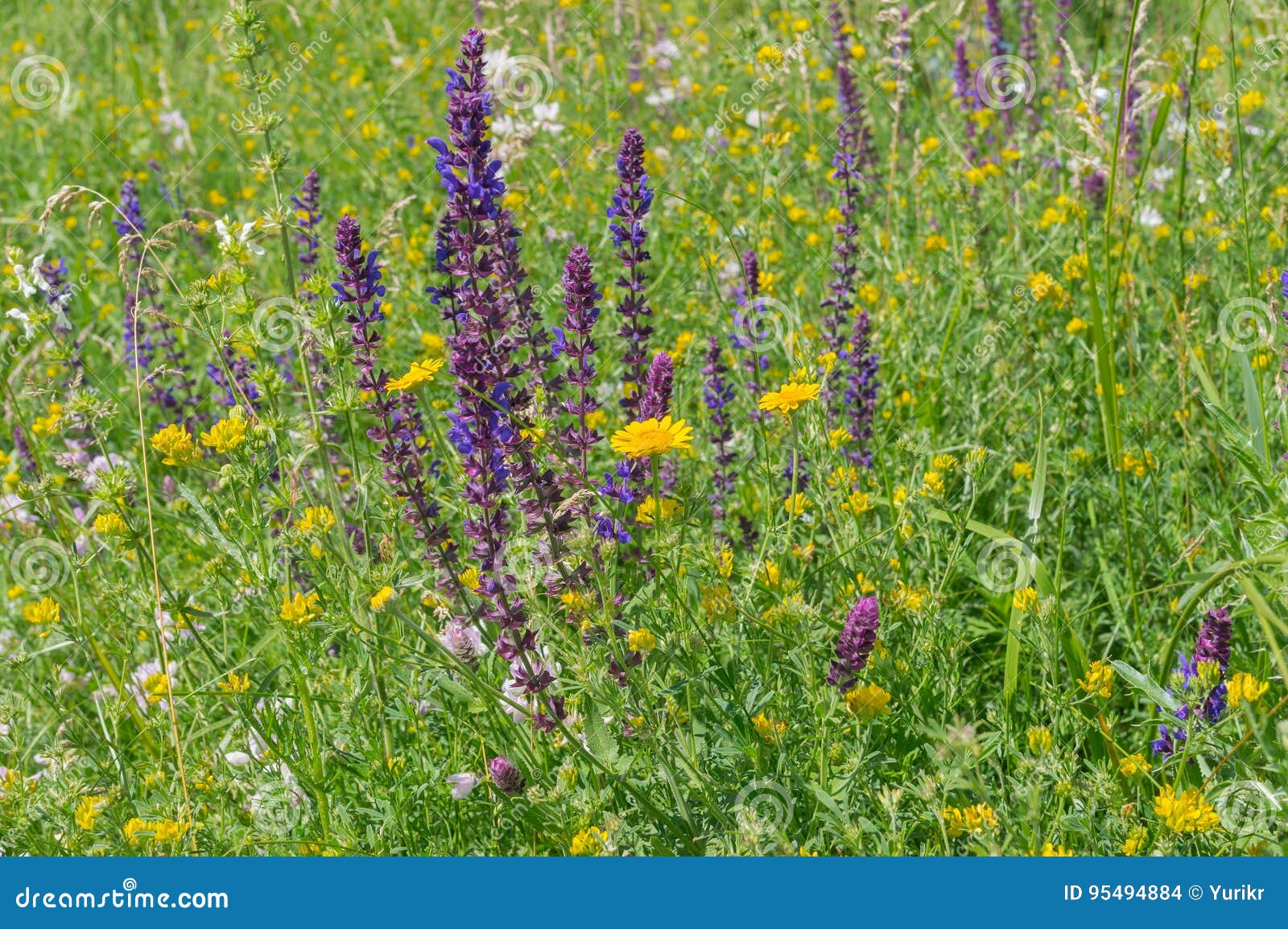 Diversity of Wild Herbs in Ukrainian Prairie Stock Photo - Image of ...