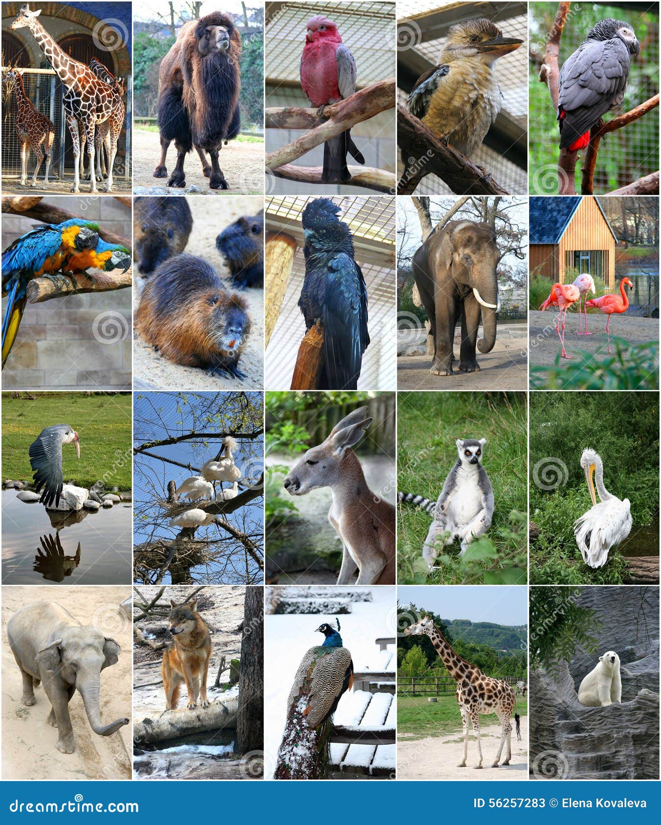 Diverso Collage De Los Animales Imagen de archivo - Imagen de diferente ...