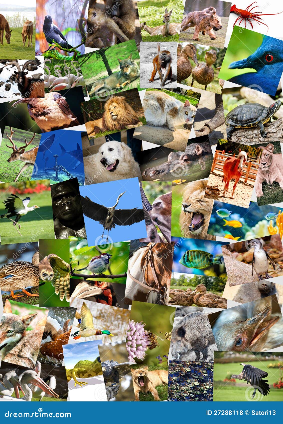 Diverso Collage De Los Animales En Las Postales Fotos de archivo libres ...