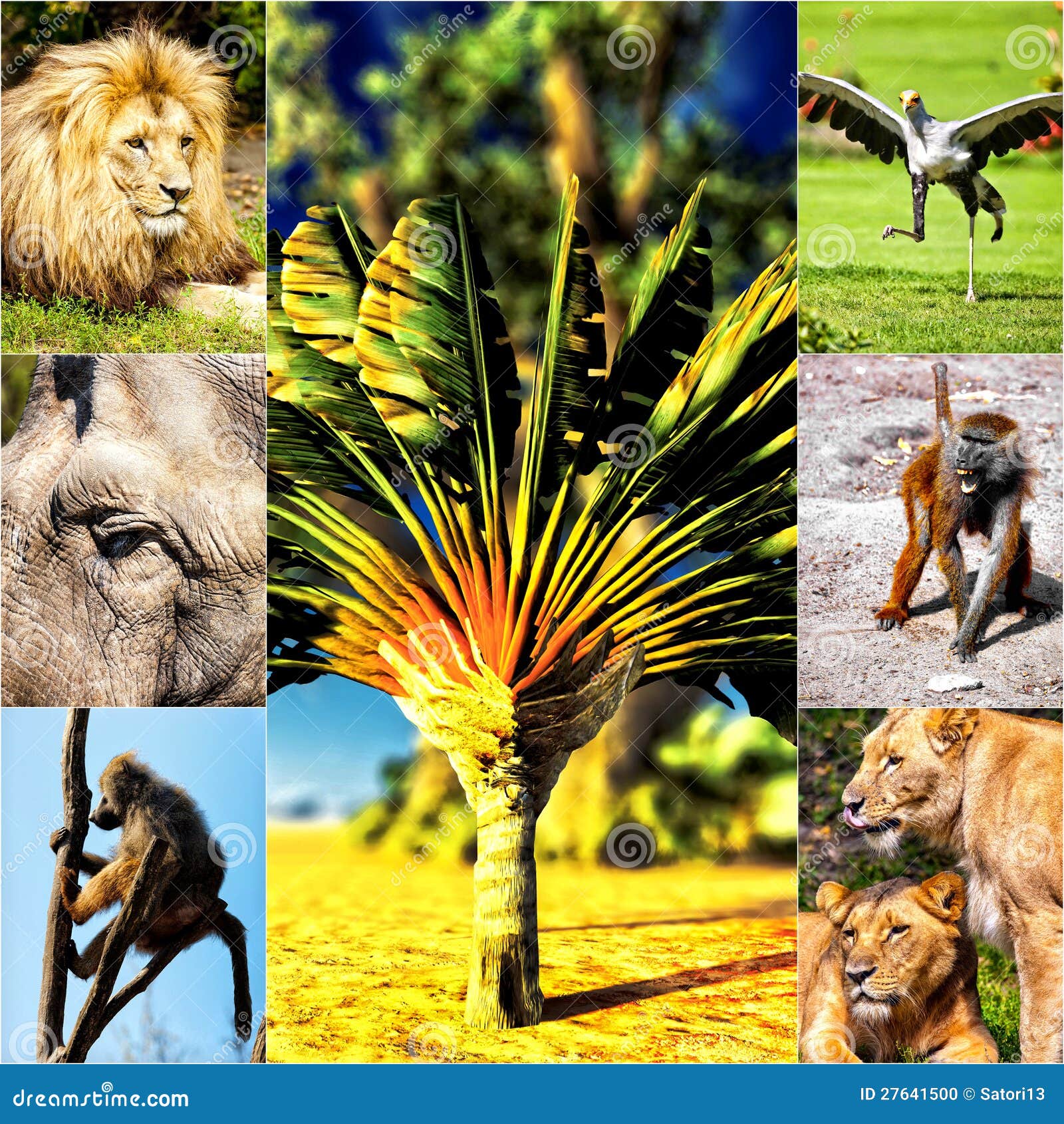 Diverso Collage De Los Animales En Las Postales Foto de archivo ...