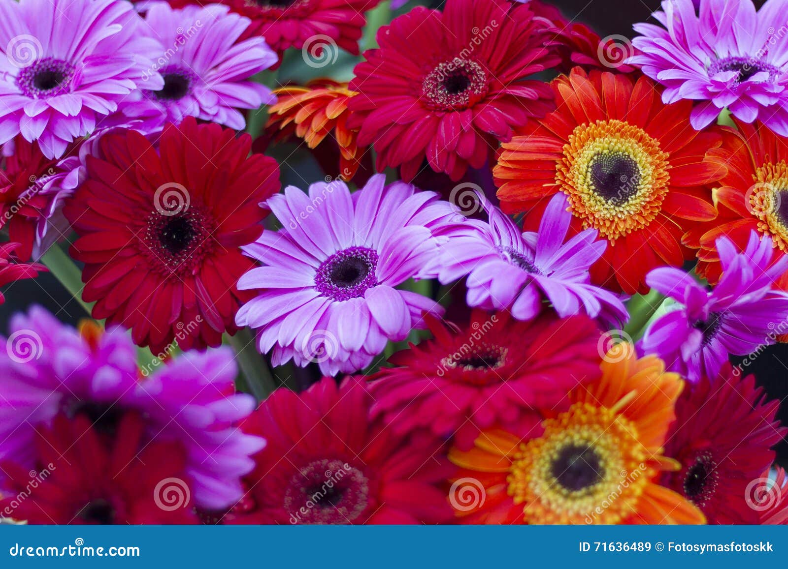 Diversos Colores De Los Gerberas Imagen de archivo - Imagen de ...