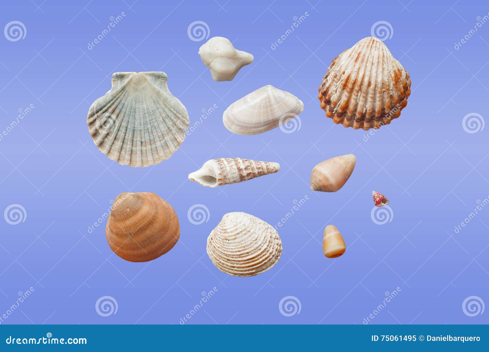 Diversos Tipos De Conchas Marinas Imagen de archivo - Imagen de playa ...