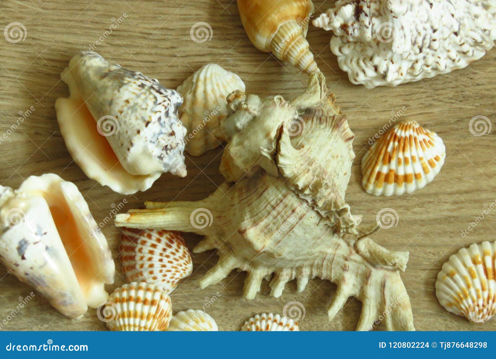 Diversos Tipos De Conchas Marinas En Piso De Madera Foto de archivo ...