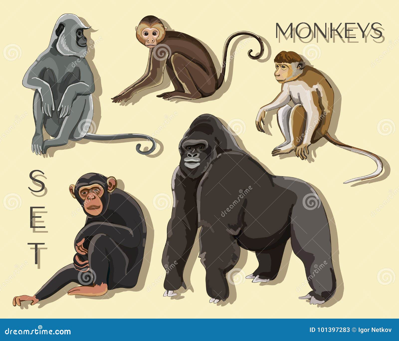 Diversos tipos de monos ilustración del vector. Ilustración de alegre ...