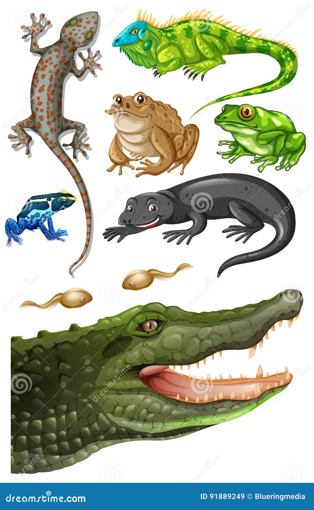 Diversos tipos de reptiles ilustración del vector. Ilustración de ...