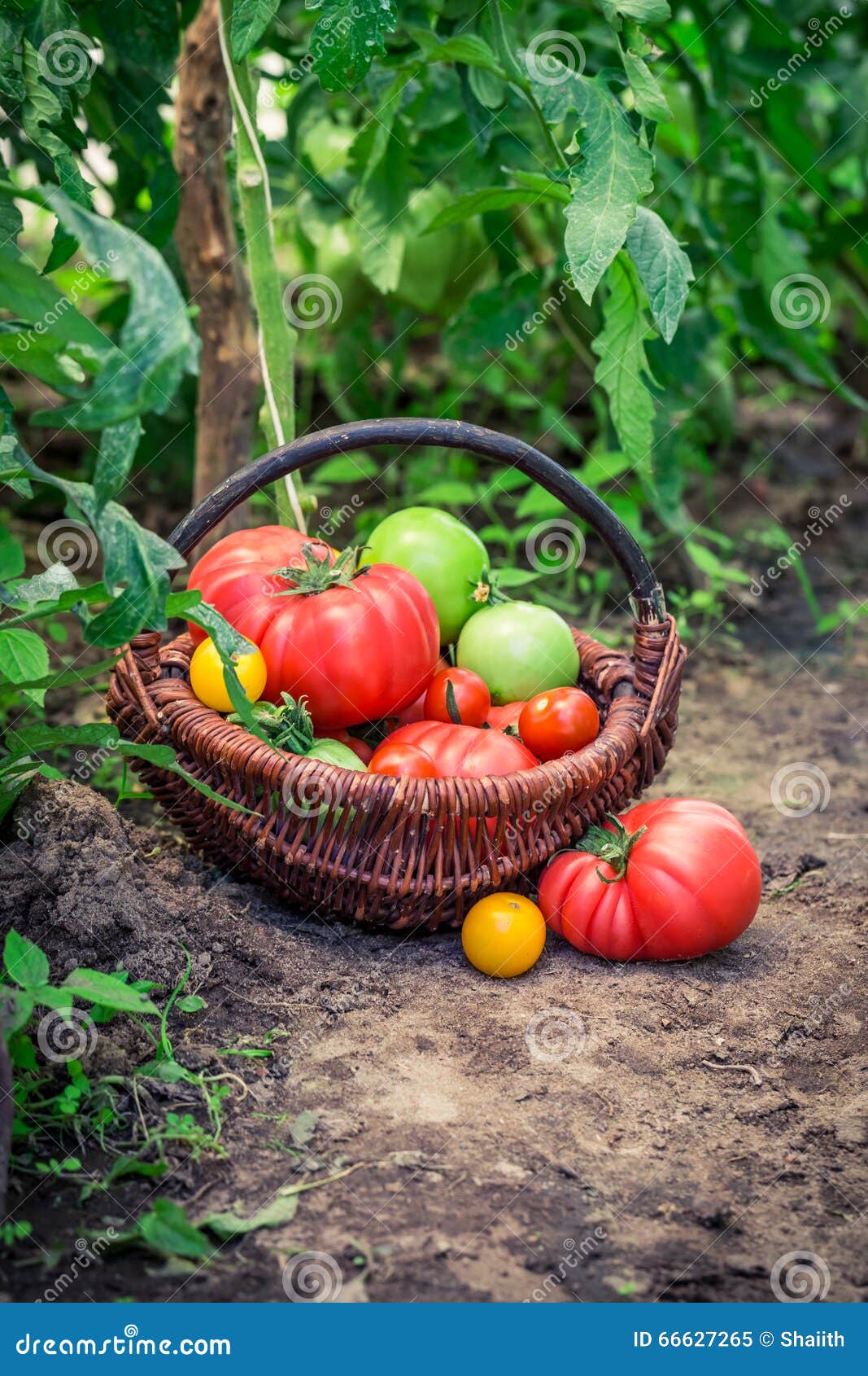 Diversos Tomates En La Tierra Imagen de archivo - Imagen de tomate ...
