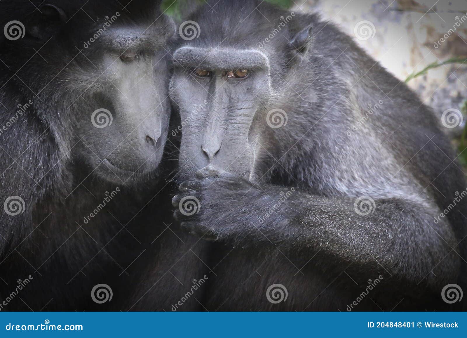 Divertidos Monos Jugando En El Zoo Imagen de archivo - Imagen de ...