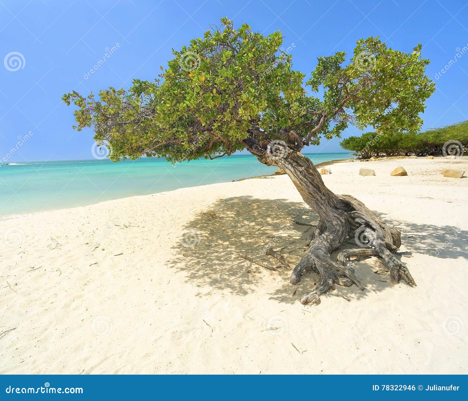 Divi Aruba tree stock photo. Image of holidays, sand - 78322946