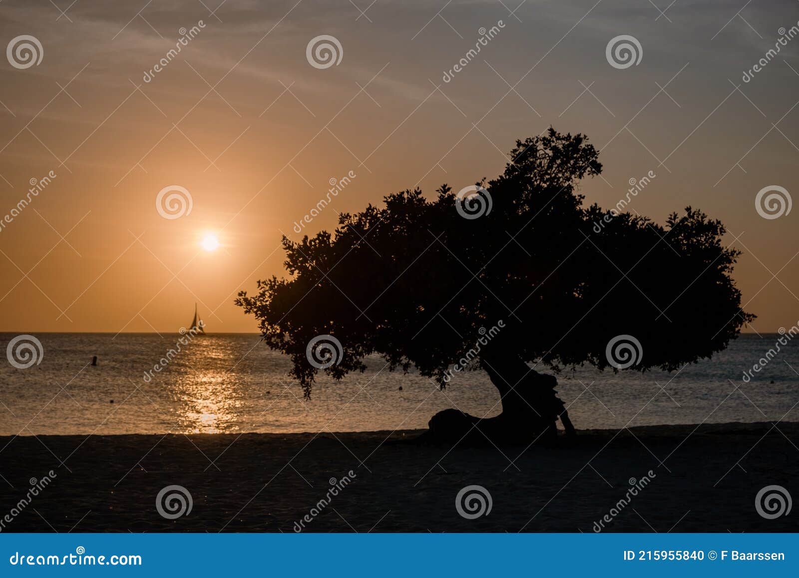 Divi Dive Trees on the Shoreline of Eagle Beach in Aruba Stock Photo ...