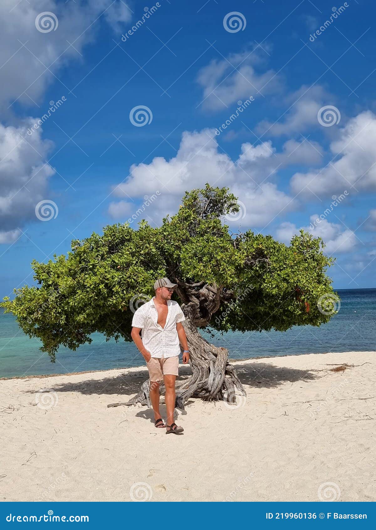 Divi Dive Trees on the Shoreline of Eagle Beach in Aruba Stock Photo ...