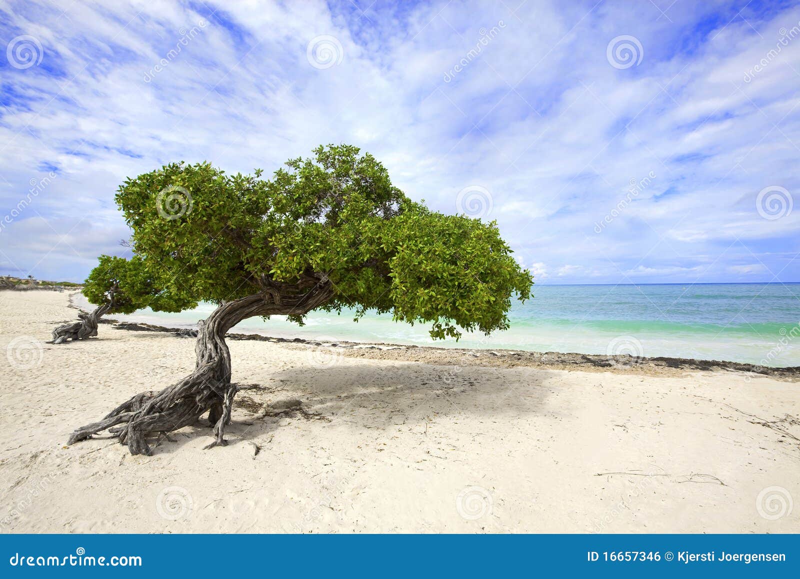 Divi Divi stock photo. Image of tropical, divi, nature - 16657346