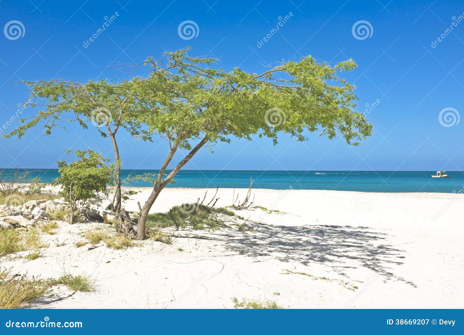 Divi-divi Baum Auf Aruba-Insel Stockbild - Bild von baum, nave: 38669207