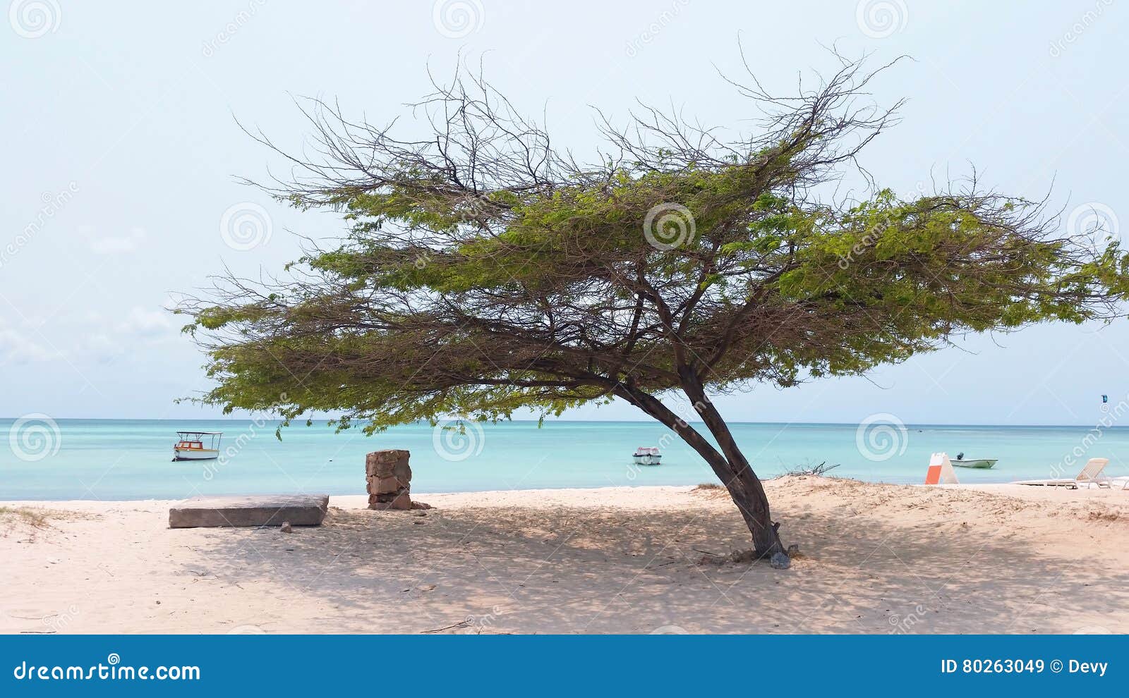 Divi-divi Baum Auf Aruba-Insel Stockbild - Bild von nave, karibisch ...