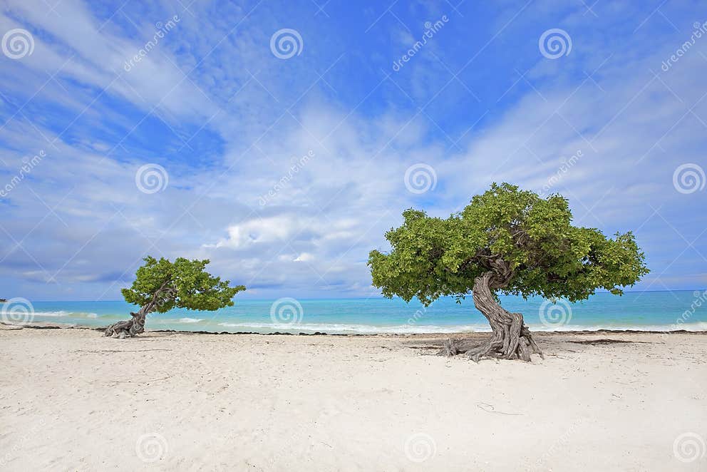 Divi Divi tree stock image. Image of sand, beauty, shore - 16690751