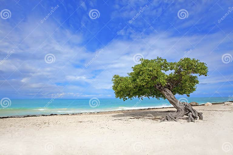 Divi Divi tree stock photo. Image of tropical, background - 16690822