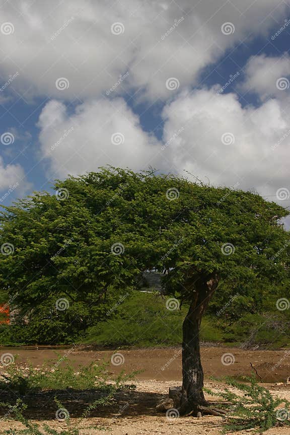 Divi Divi tree stock photo. Image of wind, cactus, nature - 569726