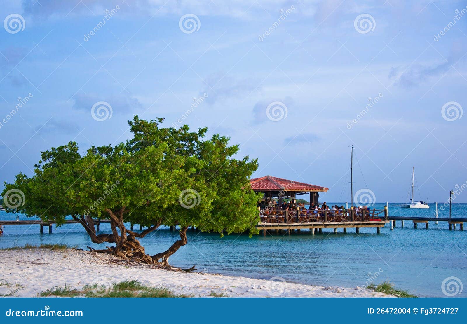 Divi Divi Tree, Aruba editorial stock image. Image of atlantic - 26472004