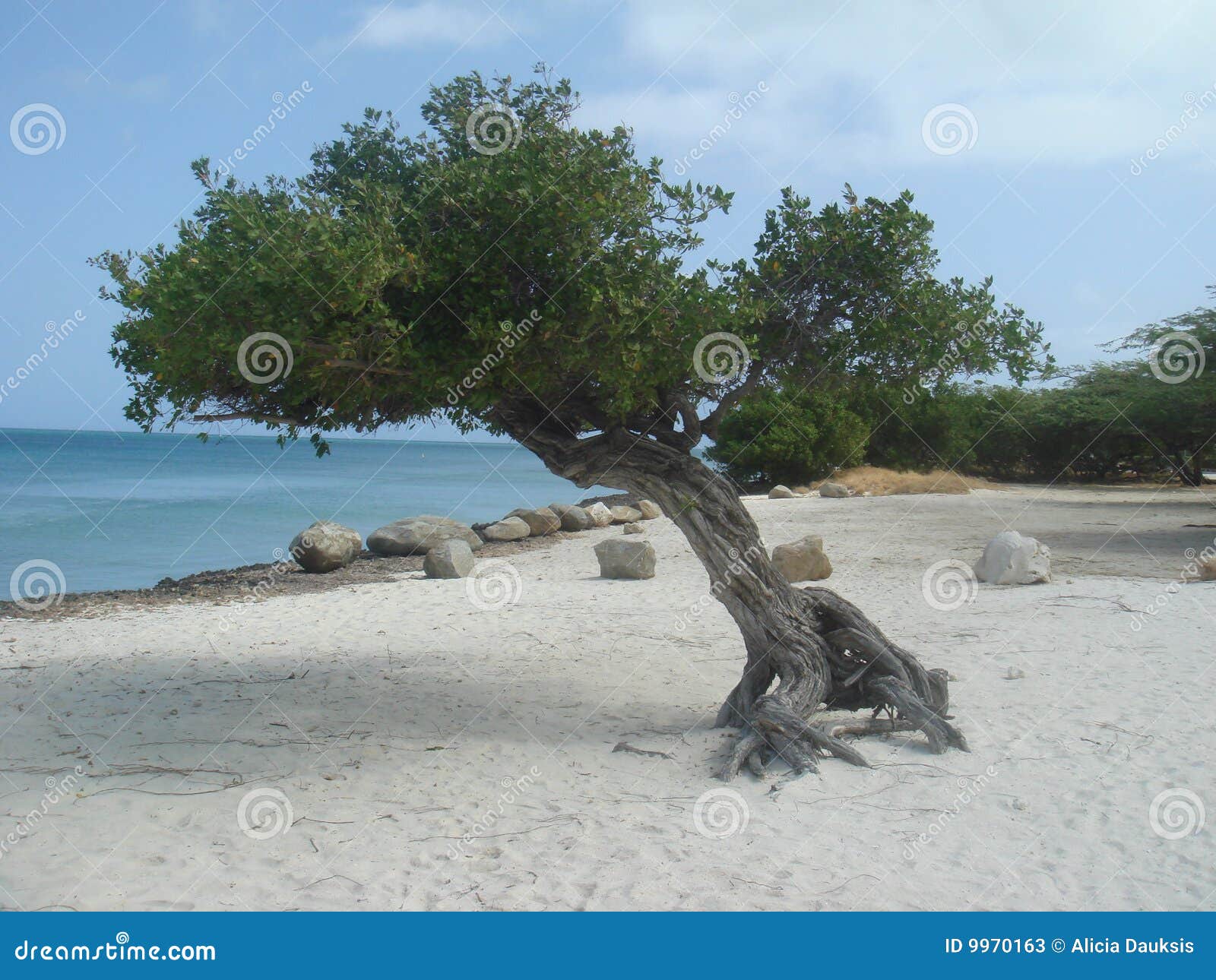 Divi Divi Tree Aruba stock image. Image of tree, blue - 9970163