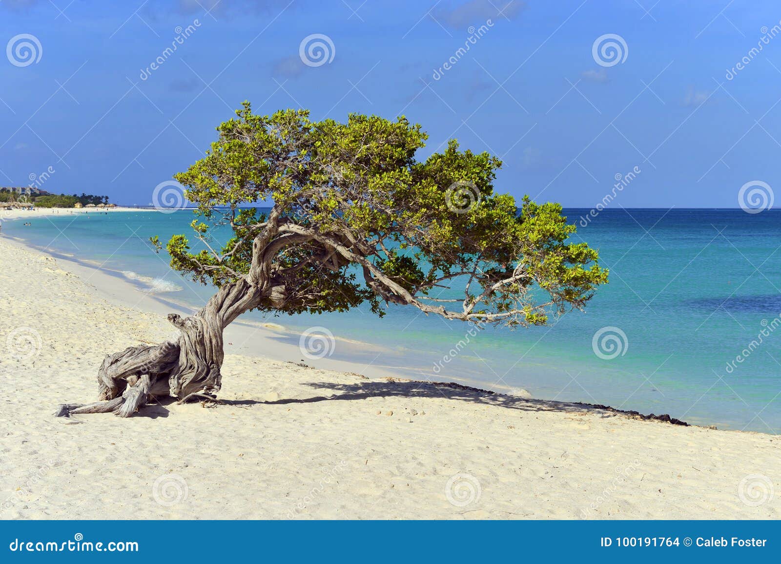 Divi Divi Tree in Aruba stock photo. Image of tropical - 100191764