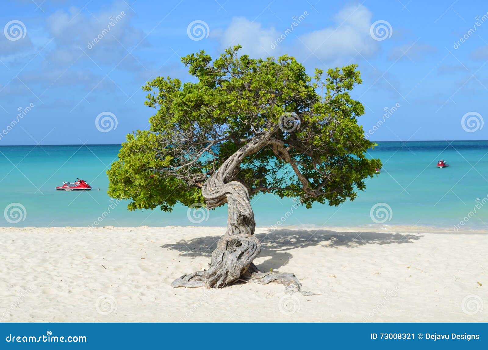 Divi Divi Tree in Aruba stock image. Image of guaracabuya - 73008321
