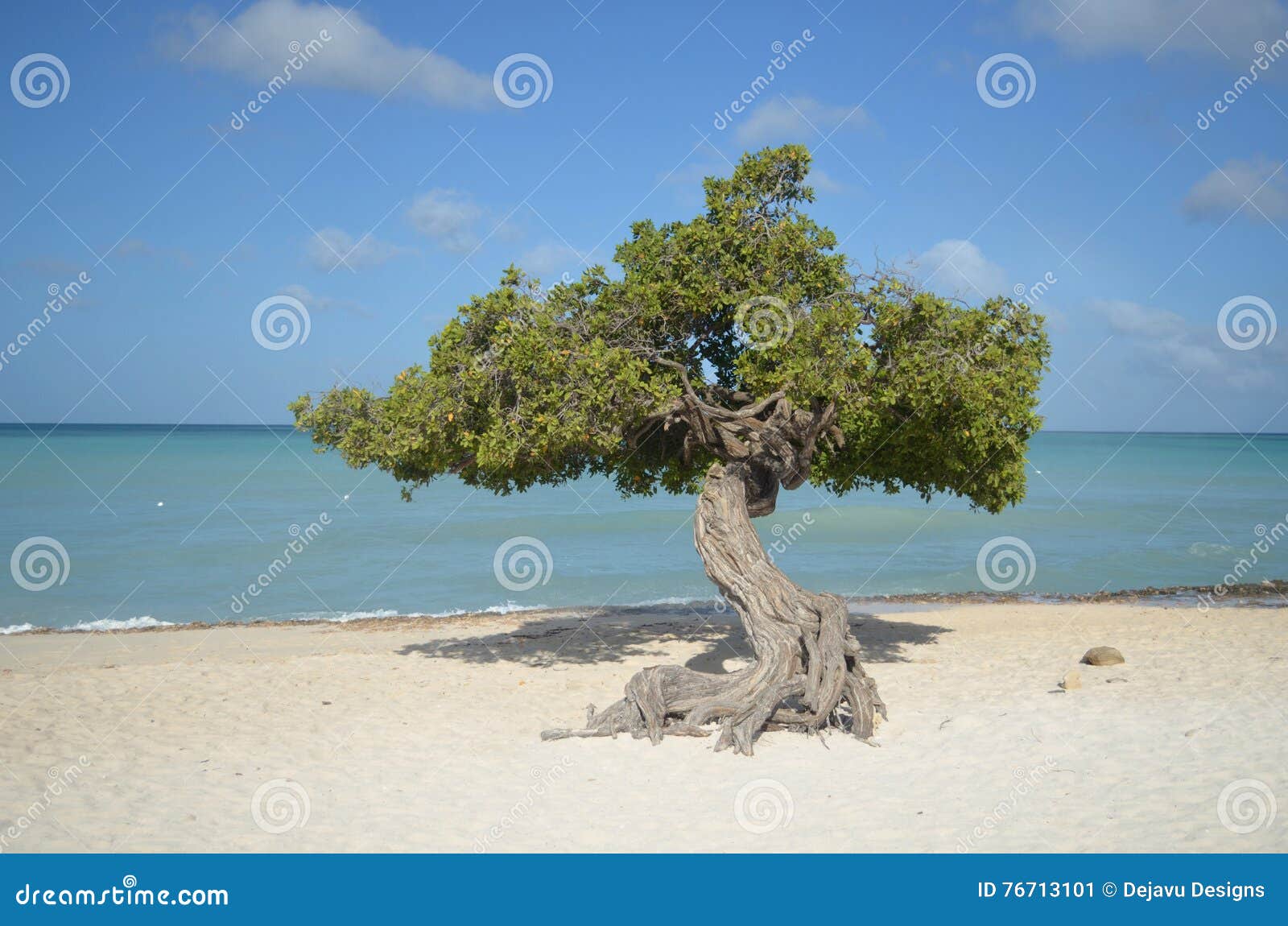 Divi-Divi Tree in Aruba stock image. Image of tropical - 76713101