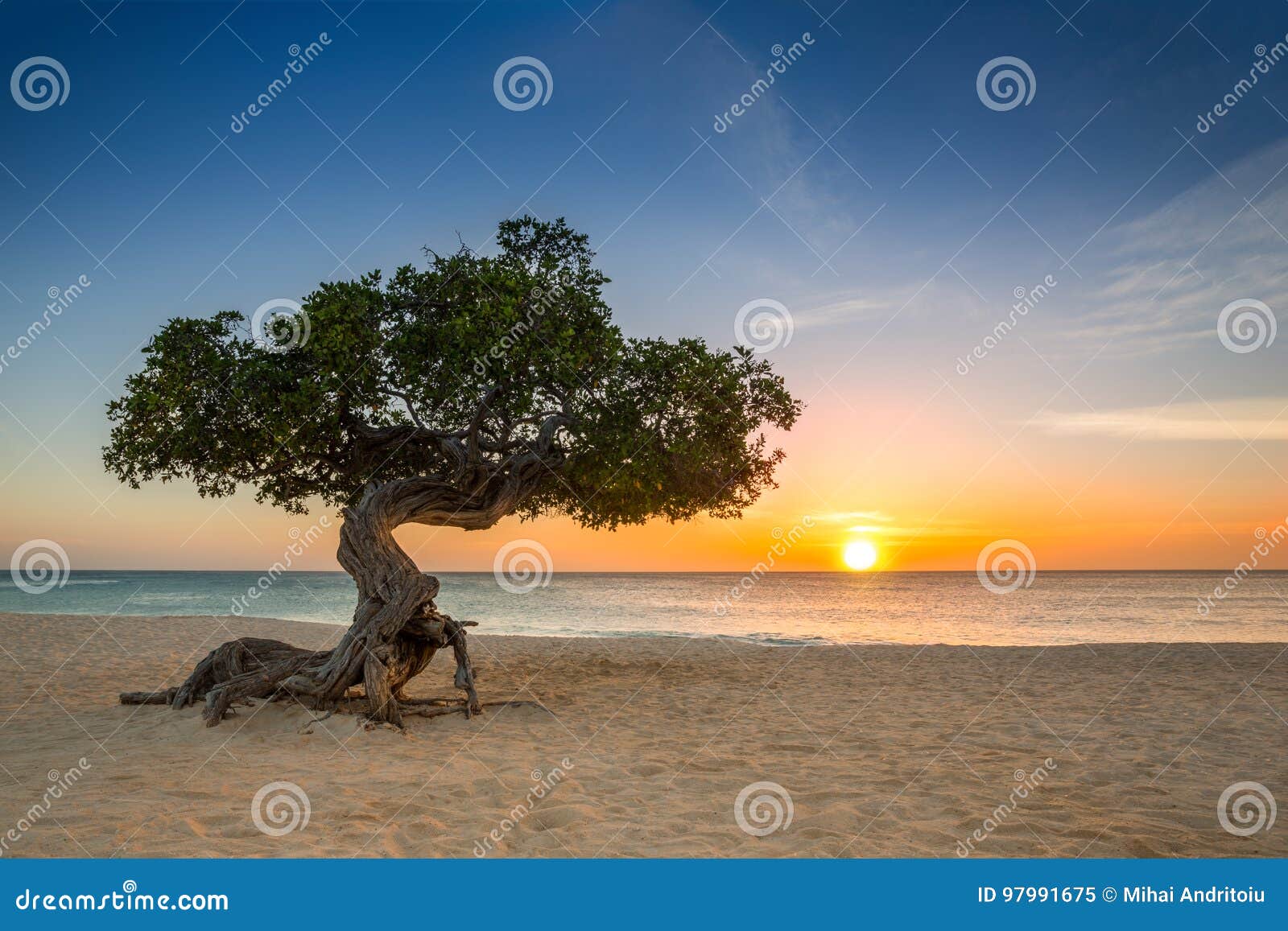 Divi-divi tree in Aruba stock image. Image of nature - 97991675
