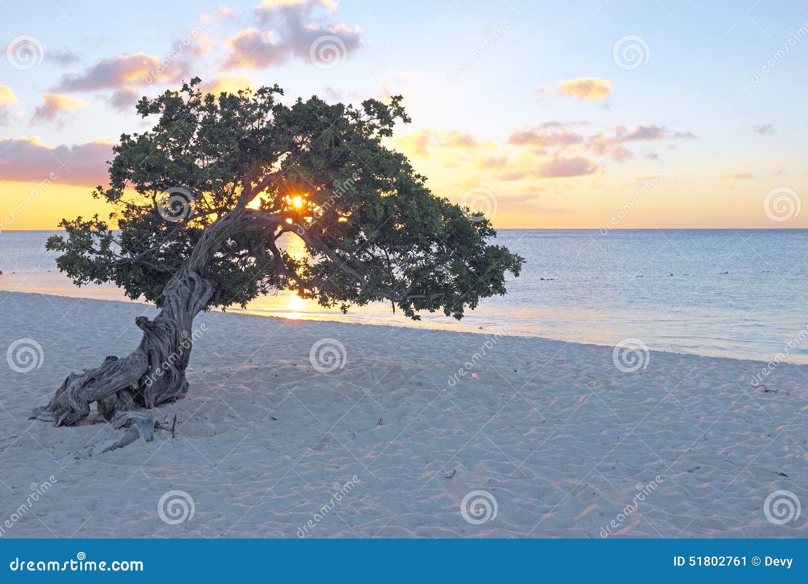 Divi Divi Tree on Aruba Island in the Caribbean Stock Image - Image of ...